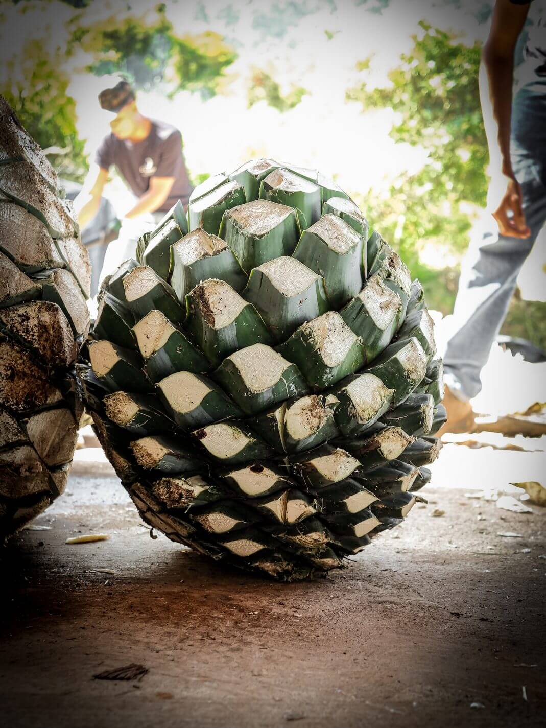 The Artisanal Agave Mezcal from Michoacán! | La Luna Mezcal