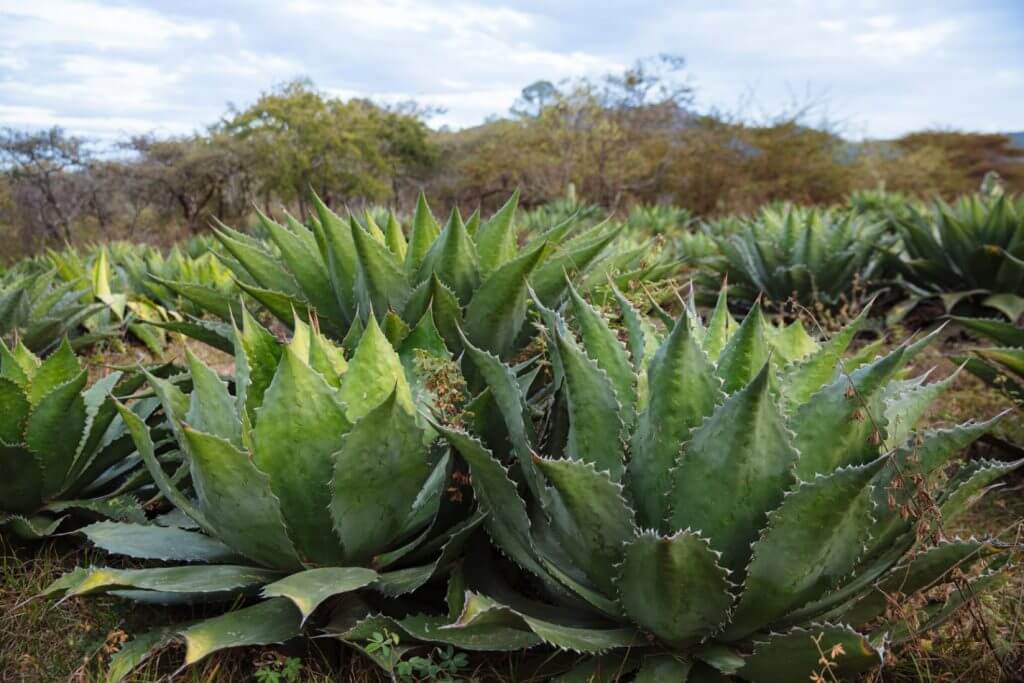 Magueyes| Mezcal Plant | Types of Agave Plants | La Luna Mezcal