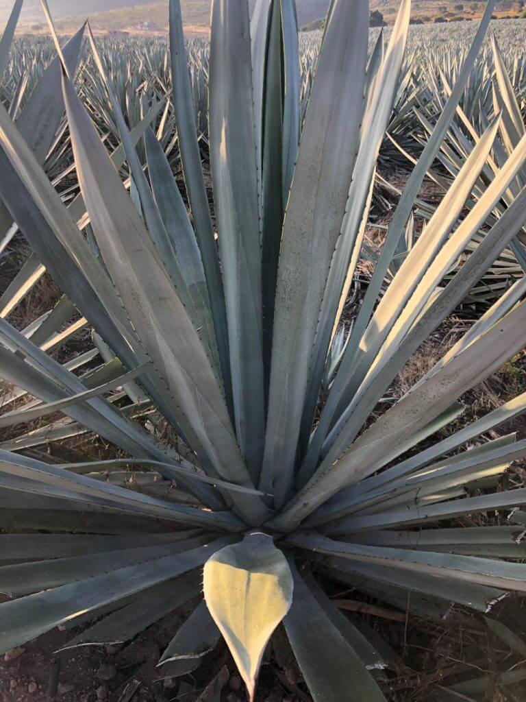 Magueyes| Mezcal Plant | Types of Agave Plants | La Luna Mezcal
