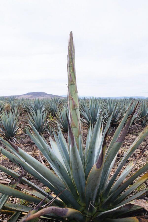Magueyes| Mezcal Plant | Types of Agave Plants | La Luna Mezcal