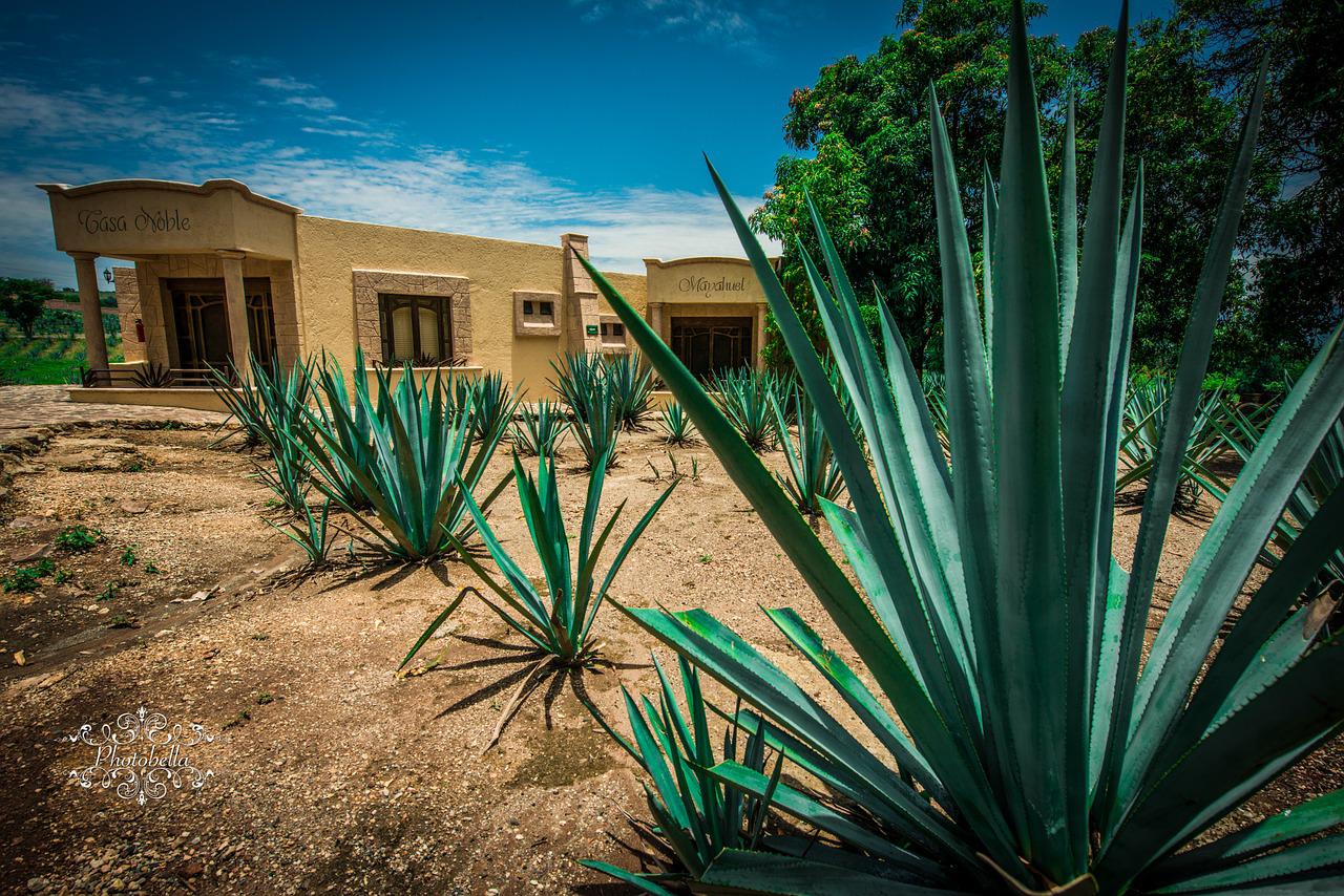 7 Keys to Recognizing a Good Mezcal | La Luna Mezcal