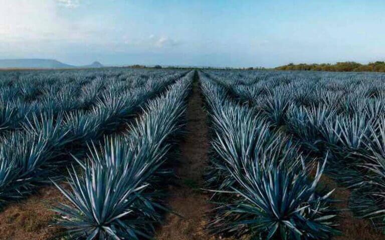 Agave | ¿Qué es y que beneficios tiene esta planta?